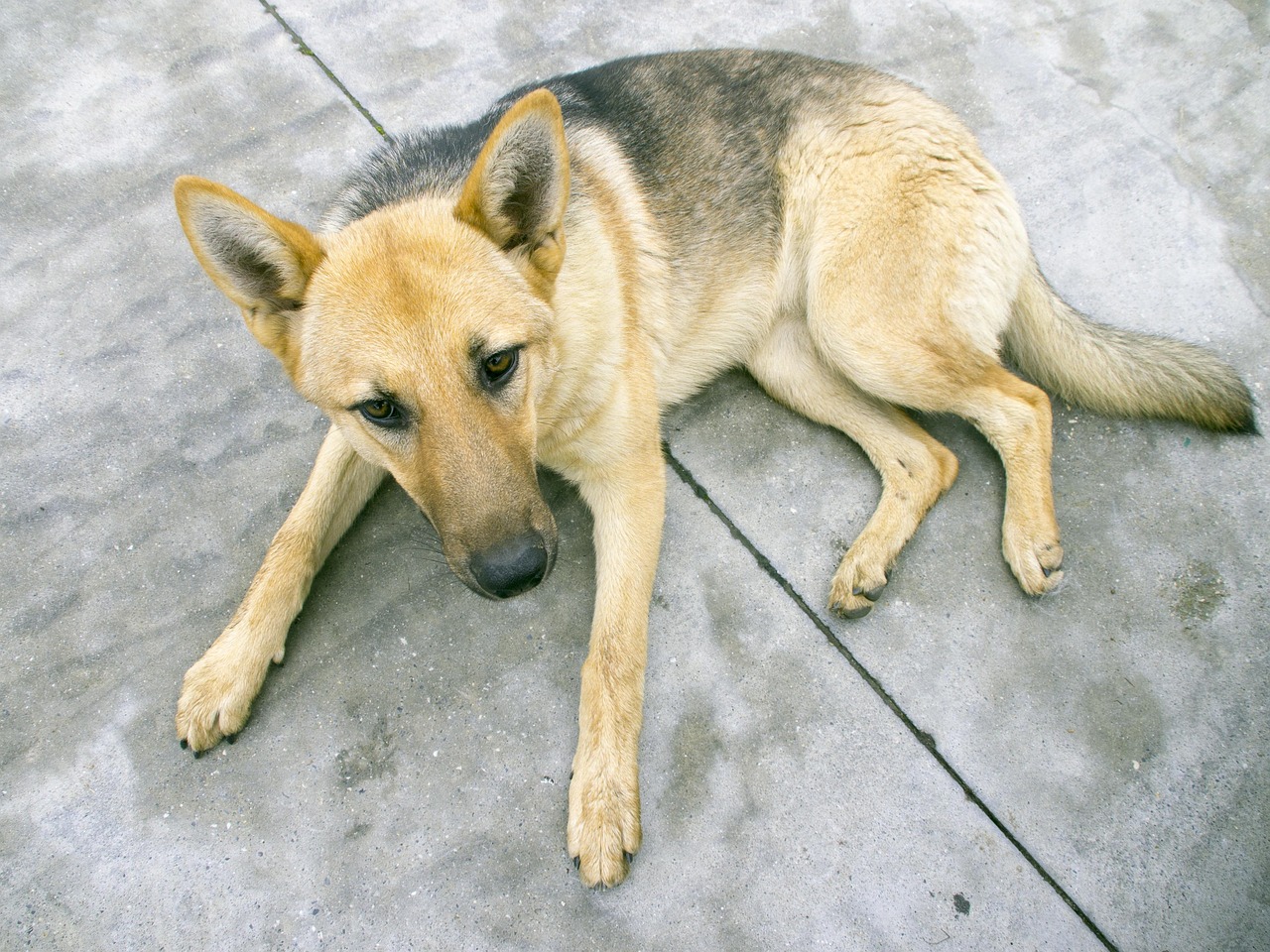 German Shepherd Dog - Free photo on Pixabay - Pixabay