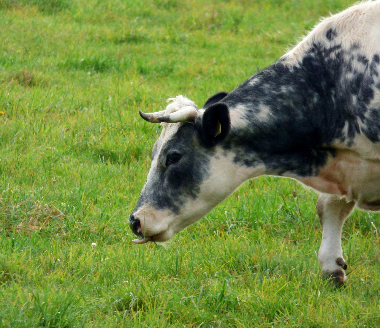 Sapi Padang Rumput Alam - Foto gratis di Pixabay - Pixabay