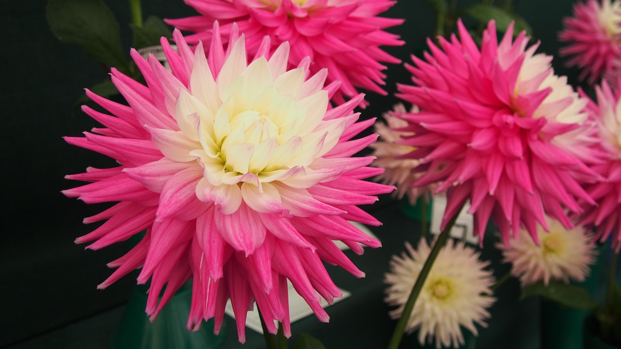 Dahlia Kebun Wisley Bunga - Foto gratis di Pixabay - Pixabay