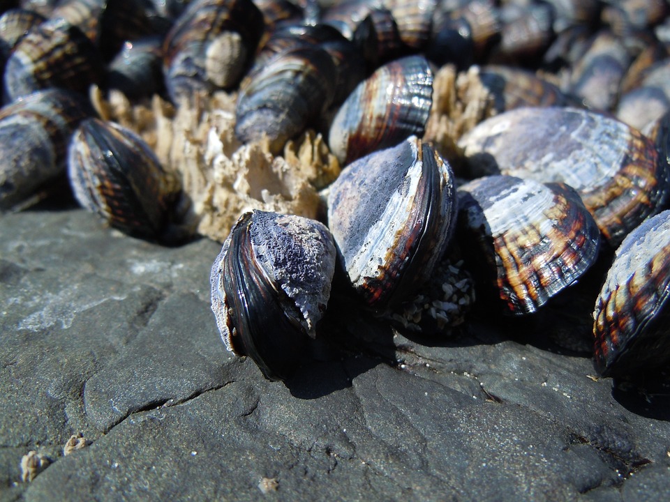 Mussels Ocean Beach - Free photo on Pixabay - Pixabay
