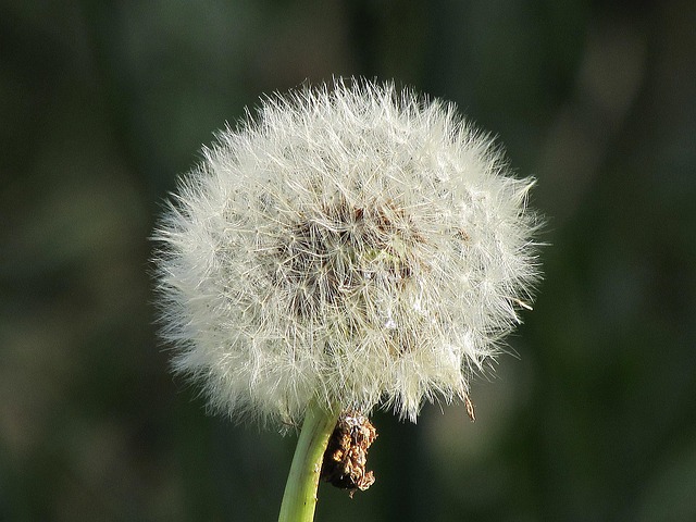 Pusteblume Löwenzahn Blume - Kostenloses Foto auf Pixabay