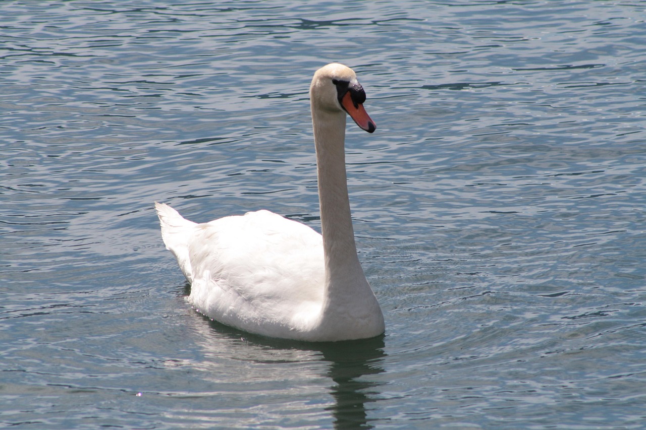 Swan The Needle Water - Free photo on Pixabay - Pixabay