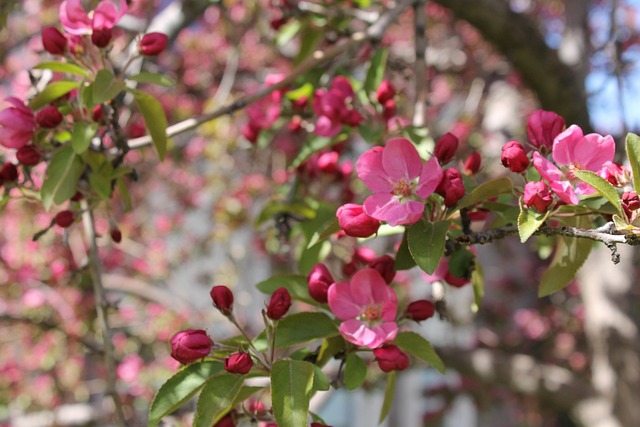 Pommetier Rose Arbre - Photo gratuite sur Pixabay - Pixabay