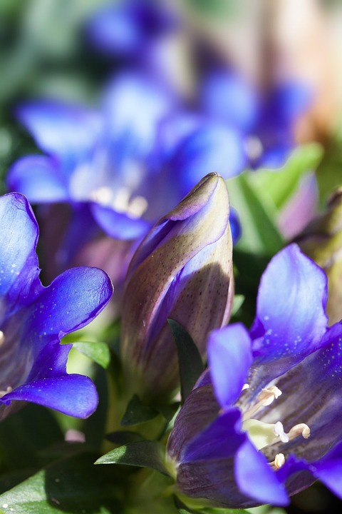 Gentian Gentiana Acaulis Blue - Free photo on Pixabay