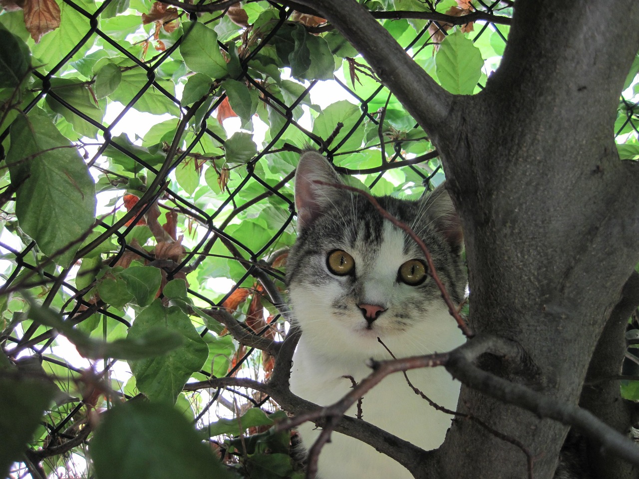 Gato Curioso Resaca - Foto gratis en Pixabay - Pixabay