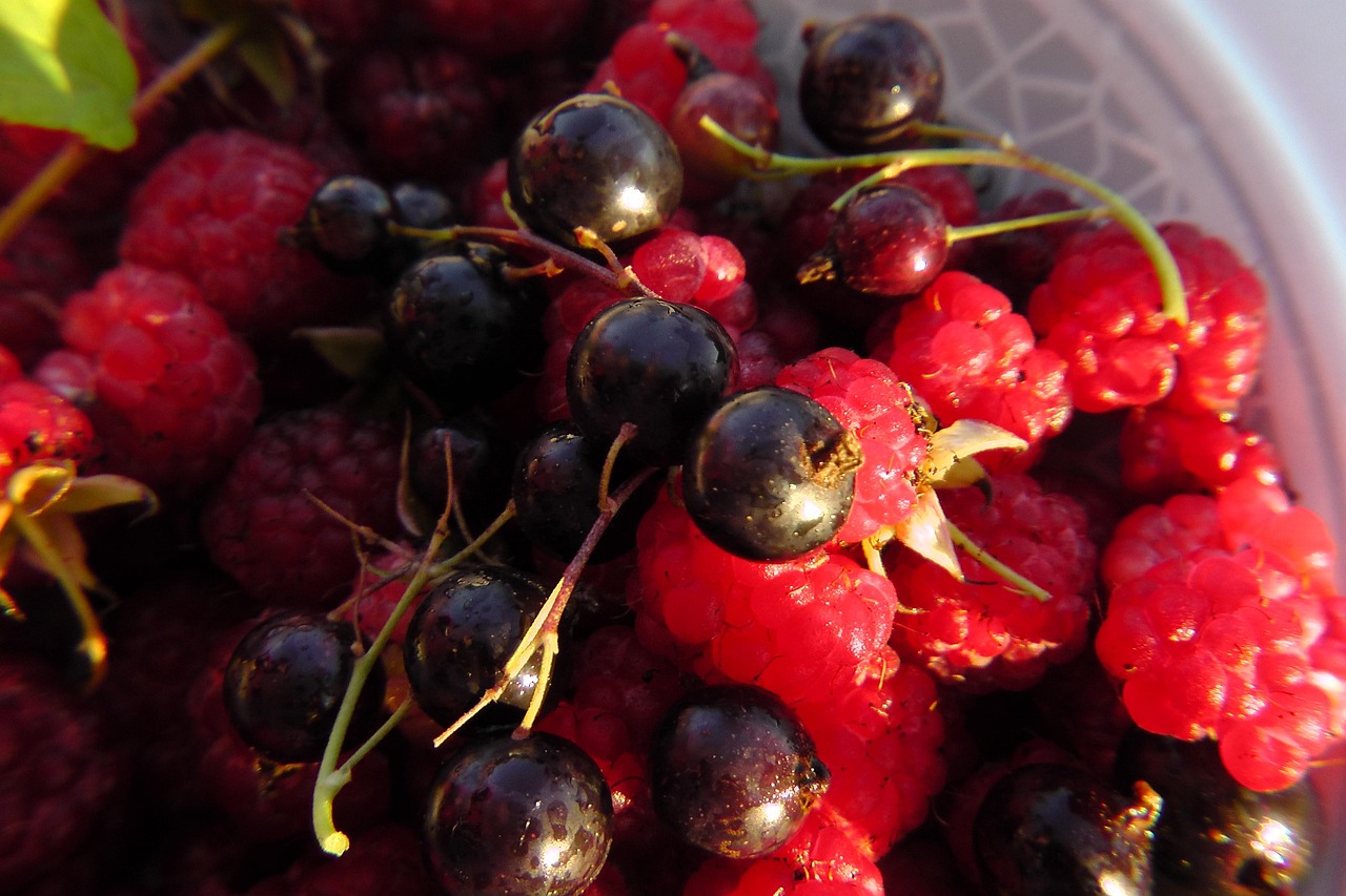 Baies Sauvages Plateau De Fruits - Photo gratuite sur Pixabay - Pixabay