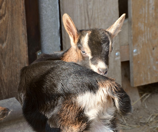 Kid Goat Cub Farm - Free photo on Pixabay - Pixabay
