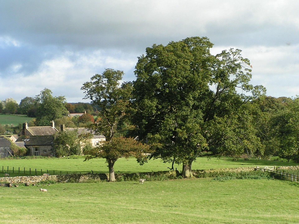 Countryside England Oak Tree - Free photo on Pixabay - Pixabay