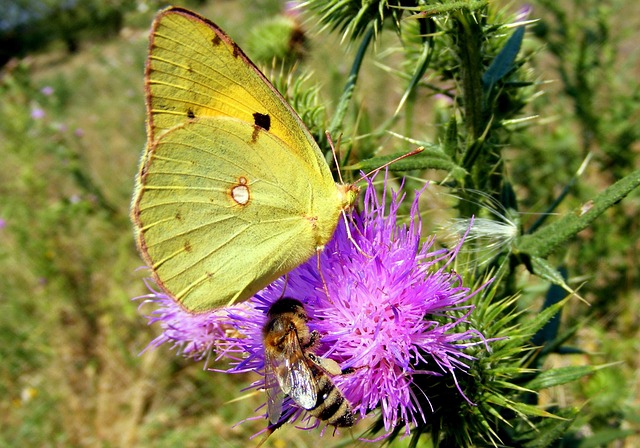 Fluffy Butterfly Yellow - Free photo on Pixabay