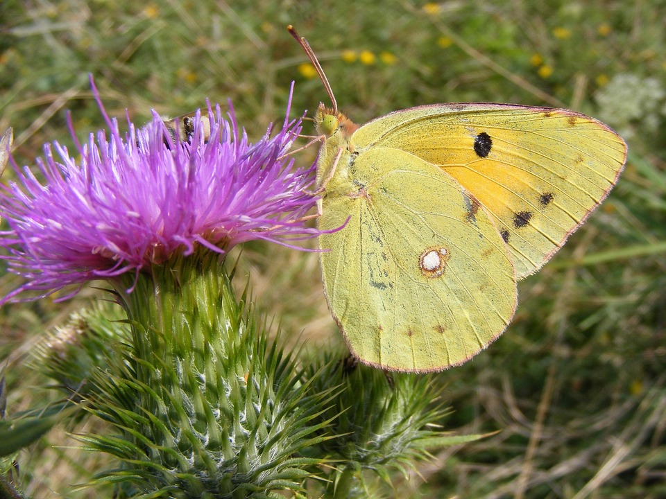 Fluffy Butterfly Yellow - Free photo on Pixabay
