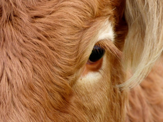 Ojo De Vaca Pestaña - Foto gratis en Pixabay - Pixabay