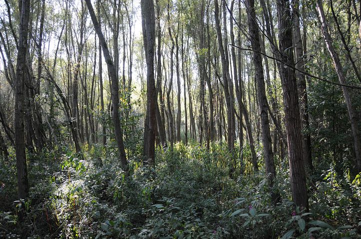 20+ Free Riparian Zone & Nature Photos - Pixabay