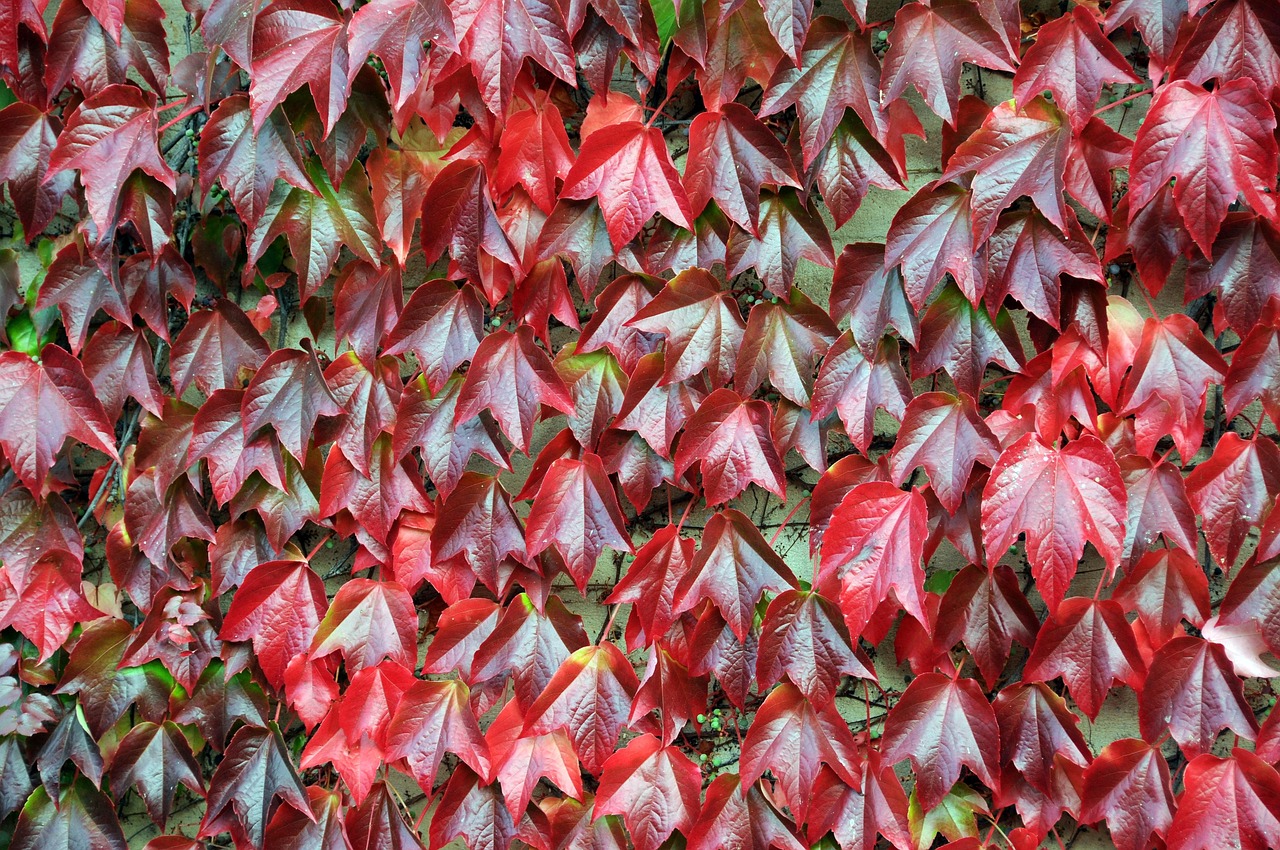 Vine Leaves Red Fall - Free photo on Pixabay - Pixabay