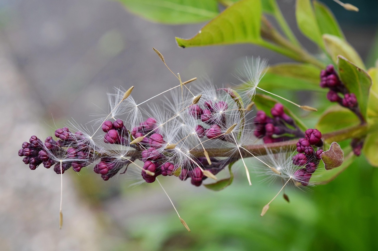 Lila Diente De León Semillas - Foto gratis en Pixabay - Pixabay