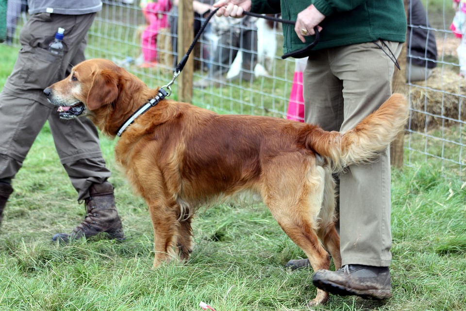 Dog Retriever Handler - Free photo on Pixabay