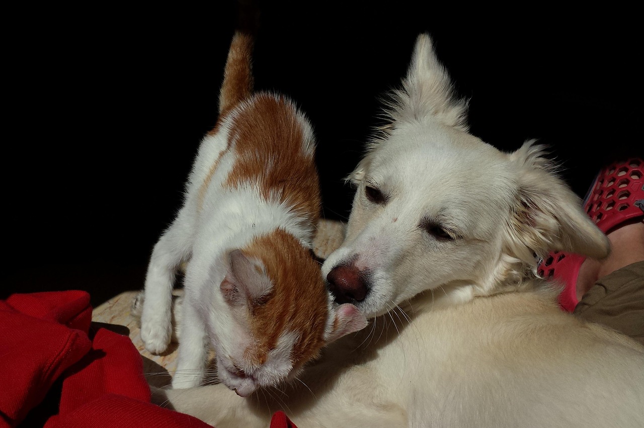 Cat And Dog - Free photo on Pixabay