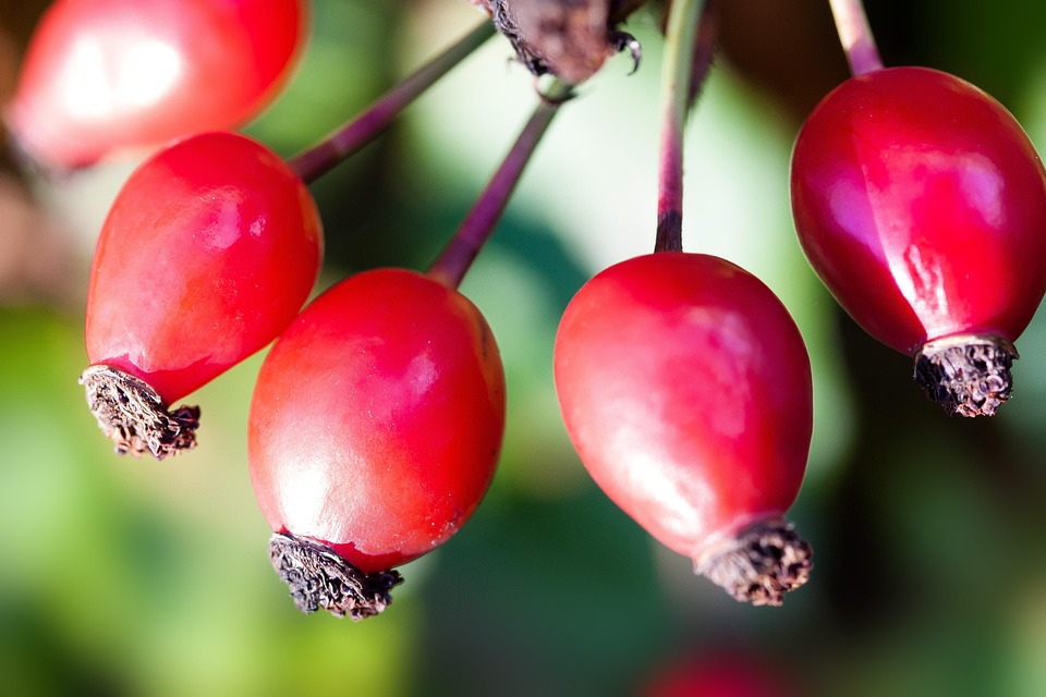 Rosehips Canina Fruit - Free photo on Pixabay - Pixabay