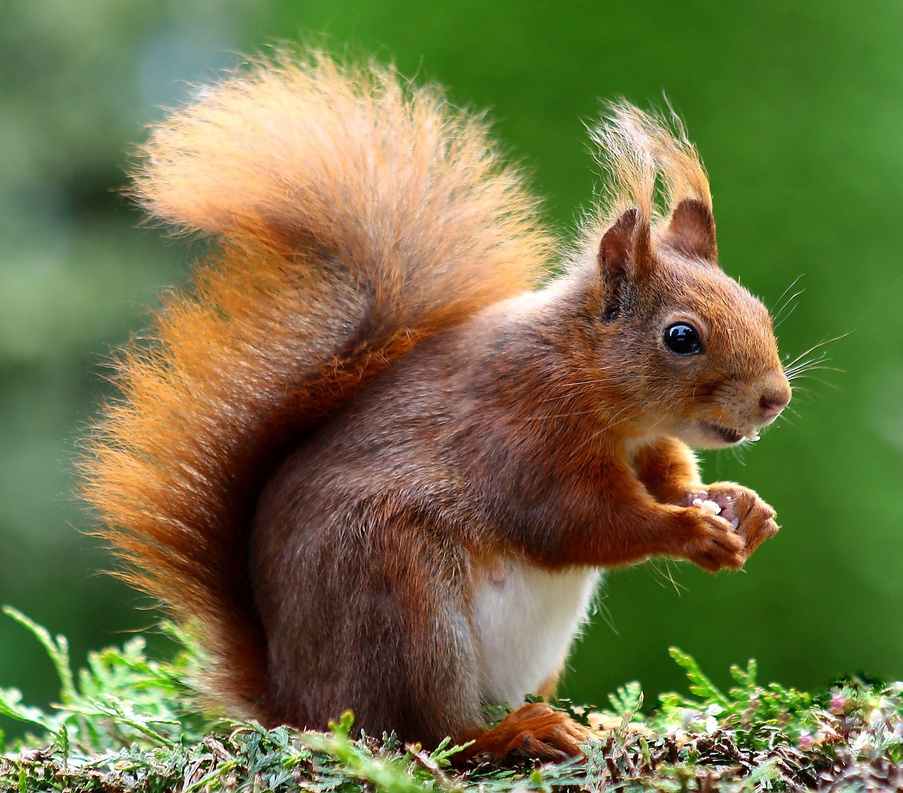 Animal Squirrel Mammal - Free photo on Pixabay - Pixabay