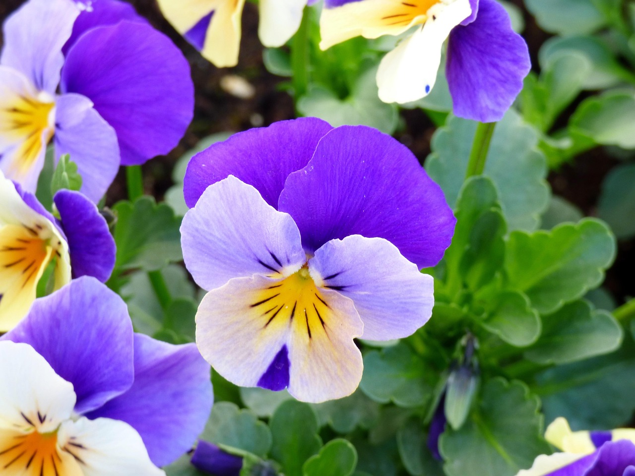Flores Violeta - Foto gratis en Pixabay - Pixabay
