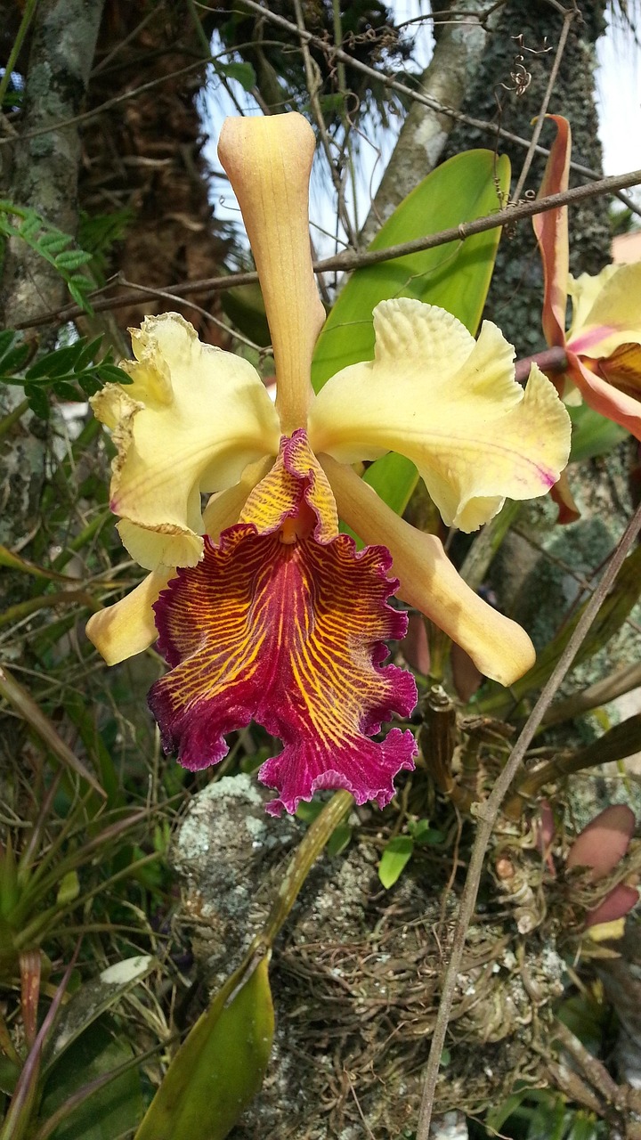 Orchid Catleya Dowiana - Free photo on Pixabay