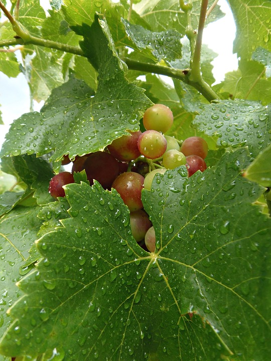 Grape Cluster Sheets - Free photo on Pixabay
