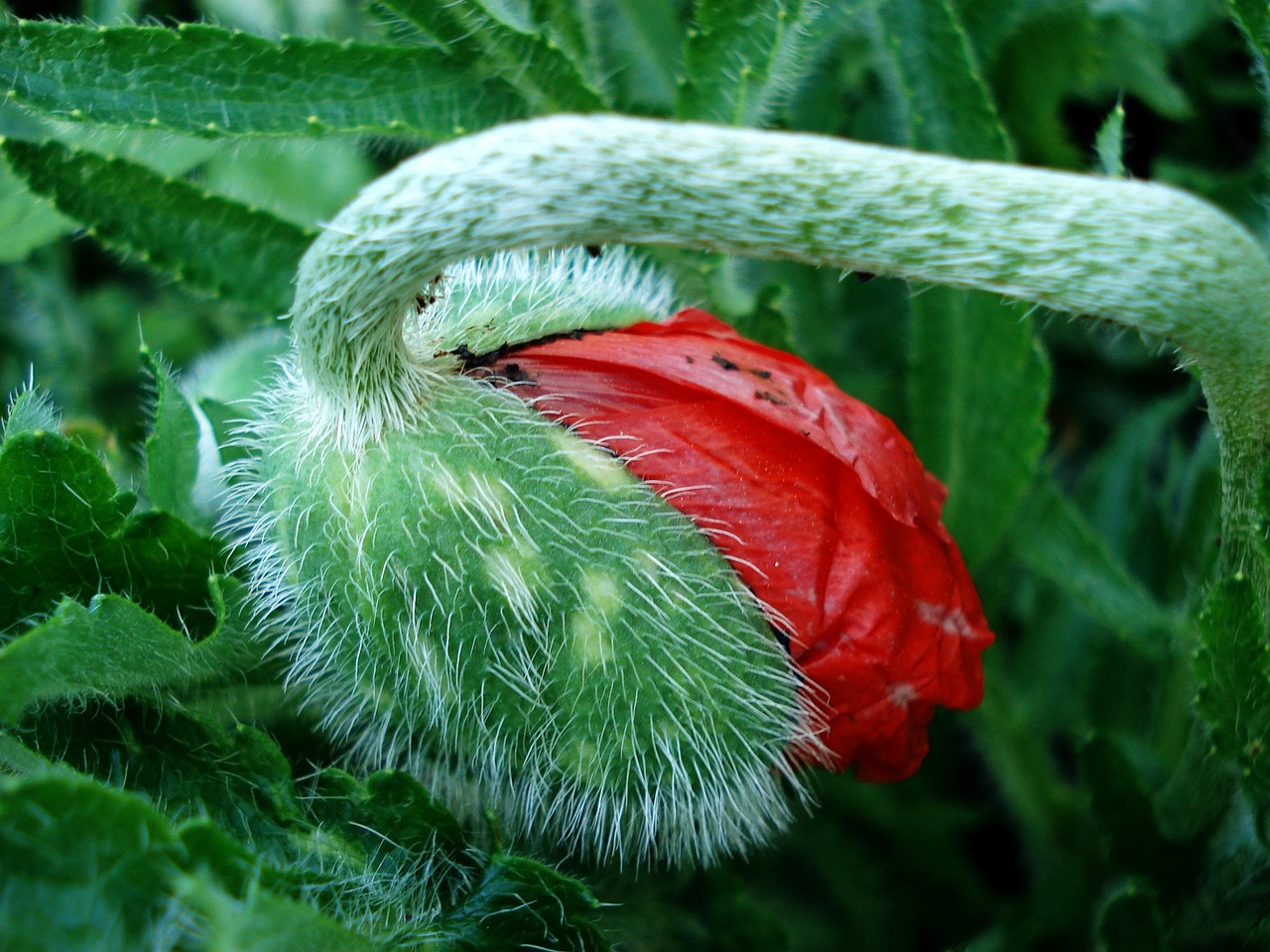 Coquelicot Fleur - Photo gratuite sur Pixabay