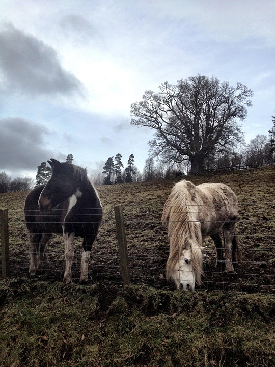 Pferde Feld Natur - Kostenloses Foto auf Pixabay