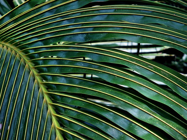 Coconut Palm Leaf - Free photo on Pixabay - Pixabay