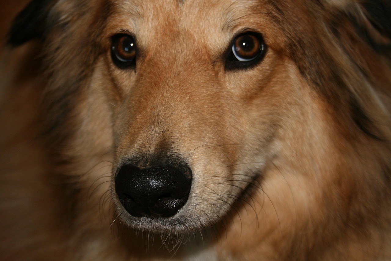 Chien Colley - Photo gratuite sur Pixabay - Pixabay