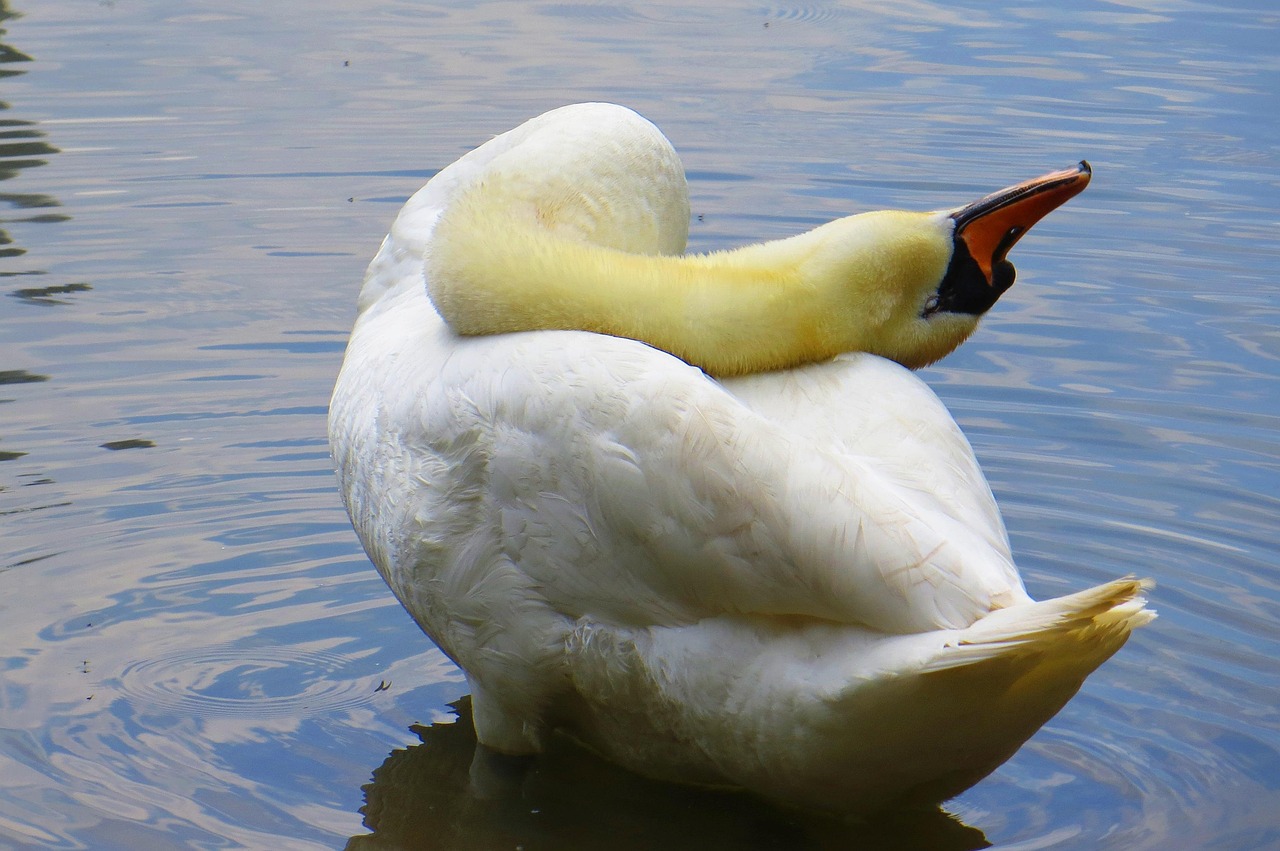 Animal Cisne Con Orgullo Ave - Foto gratis en Pixabay - Pixabay