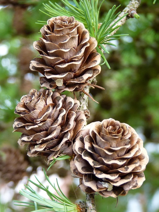 Larch Cones Tap Conifer - Free photo on Pixabay
