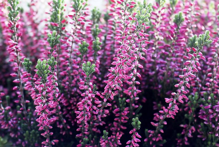200+ kostenlose Erika & Heidekraut Fotos - Pixabay