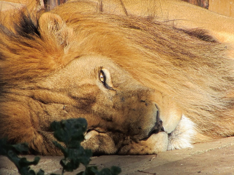 Lion Masculine Mane - Free photo on Pixabay - Pixabay