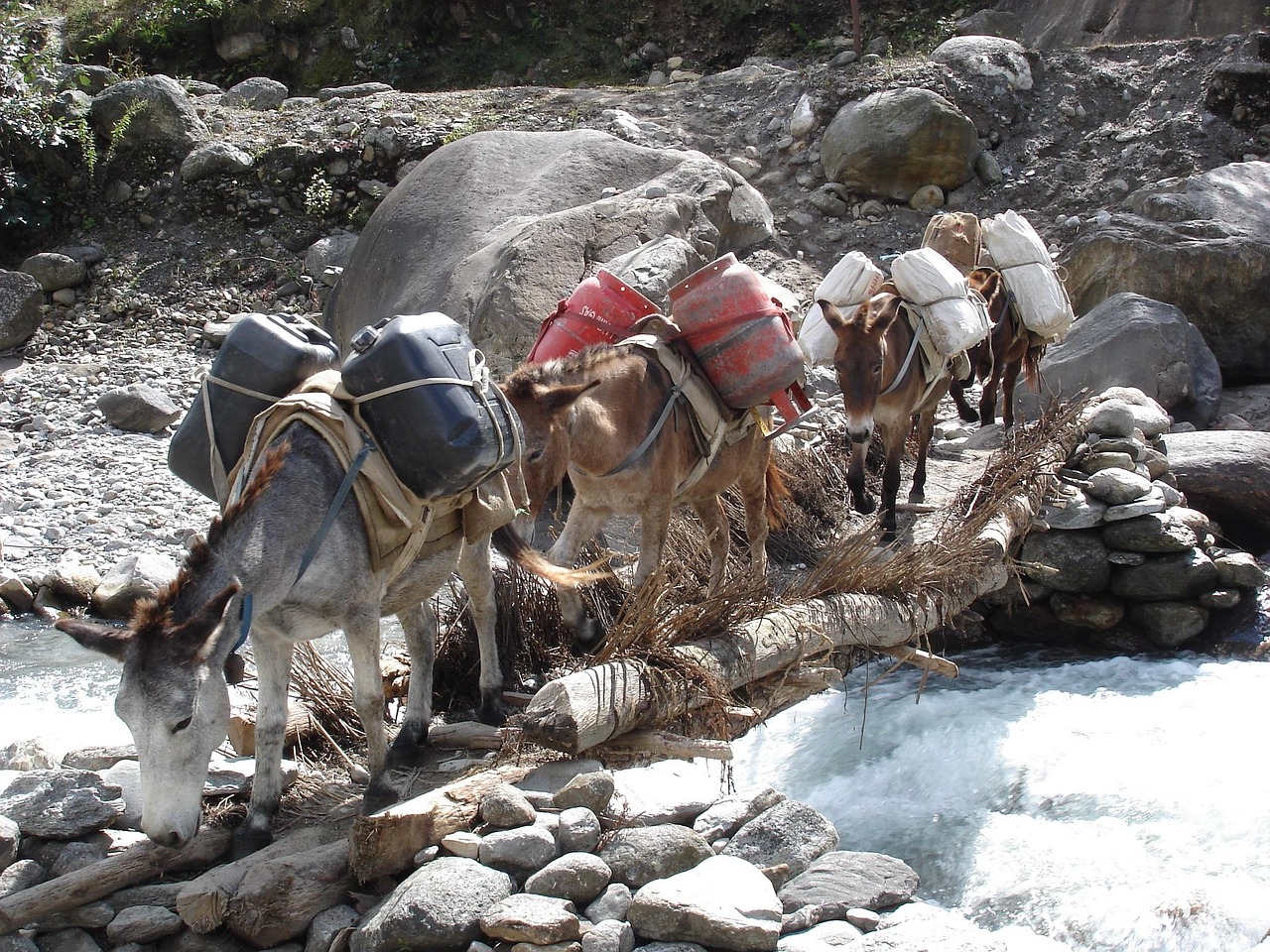 Donkey Transport Nepal - Free photo on Pixabay