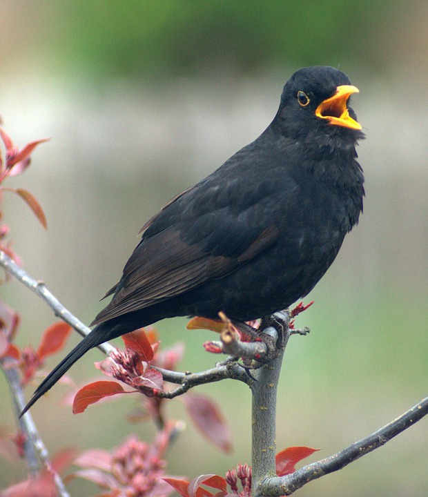 Blackbird Bird Call - Free photo on Pixabay - Pixabay