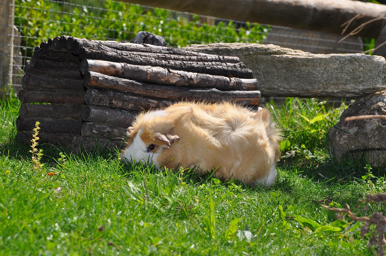 Guinea Pig Domestic Animal Rodent - Free photo on Pixabay - Pixabay