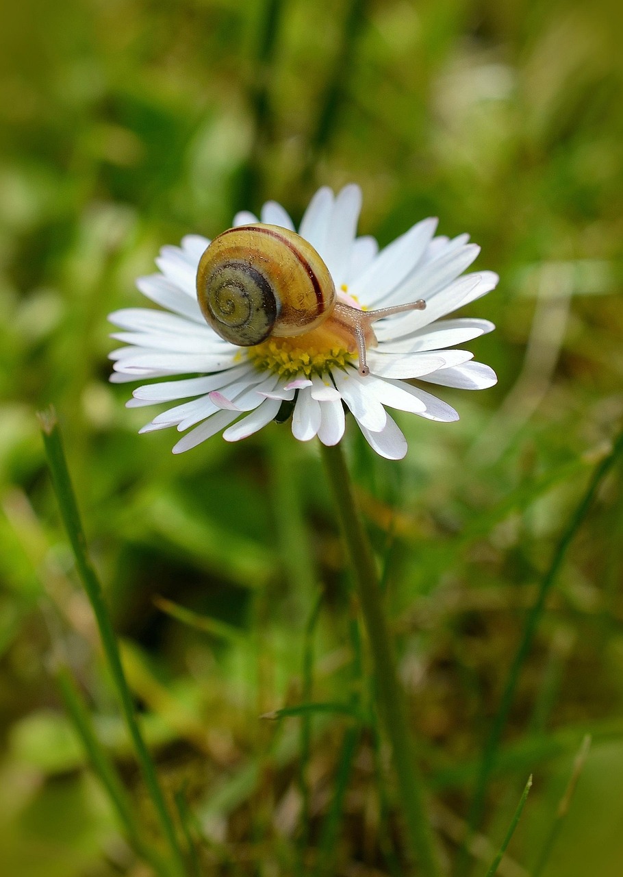 Snail Meadow Daisy - Free photo on Pixabay