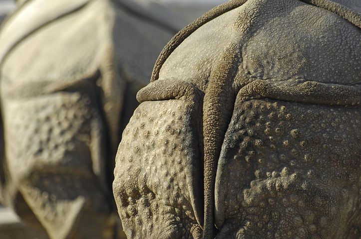 200+ Free Rump & Butt Images - Pixabay