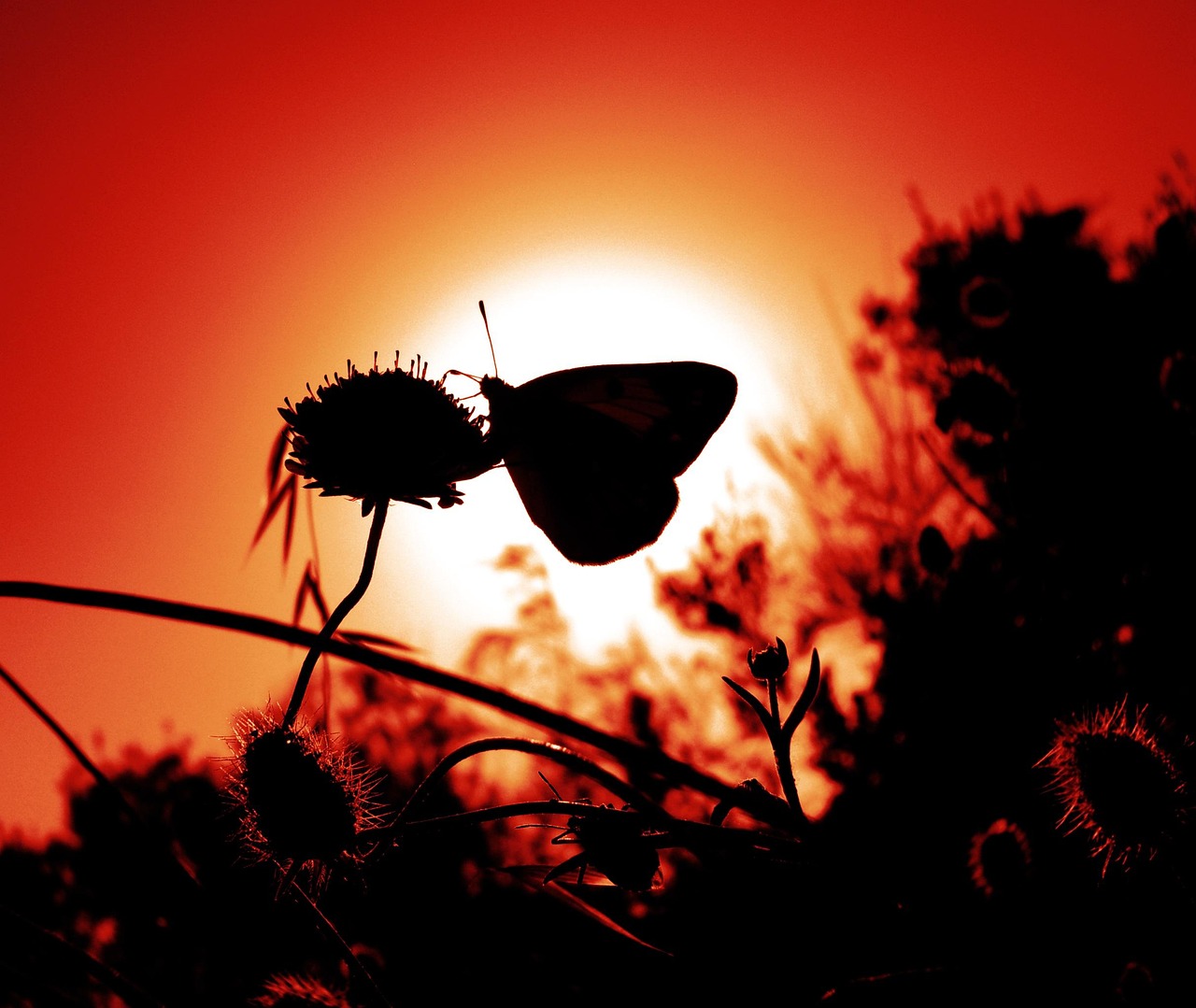 Más de 30 000 imágenes gratis de Metamorfosis De La Mariposa y Mariposa ...