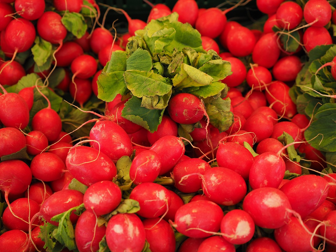 Rábano Daikon