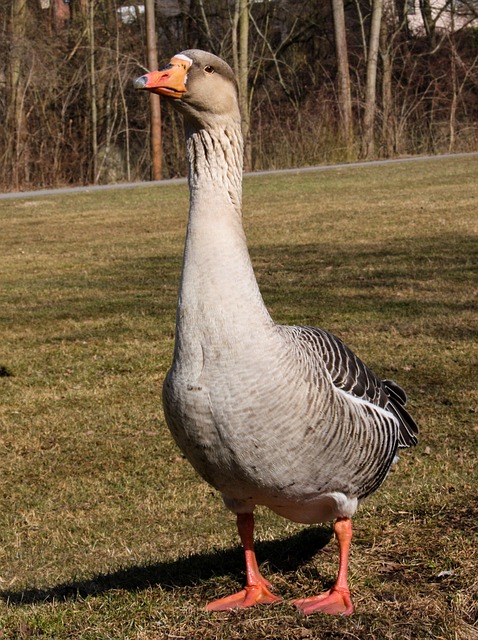 Ganso Cinzento Animal - Foto gratuita no Pixabay - Pixabay