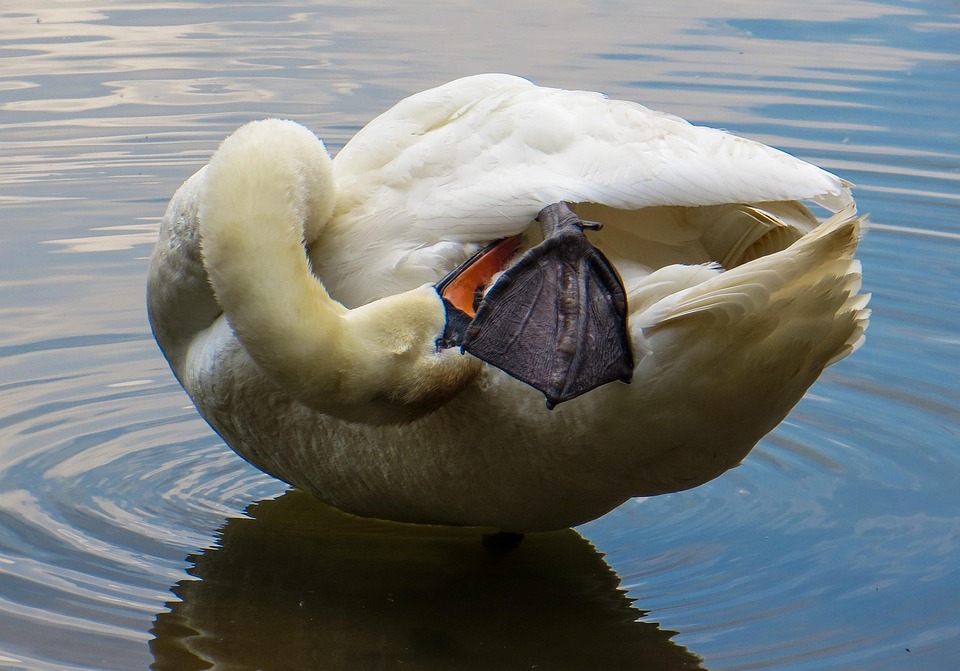 Cisne Animal Pássaro Aquático - Foto gratuita no Pixabay - Pixabay