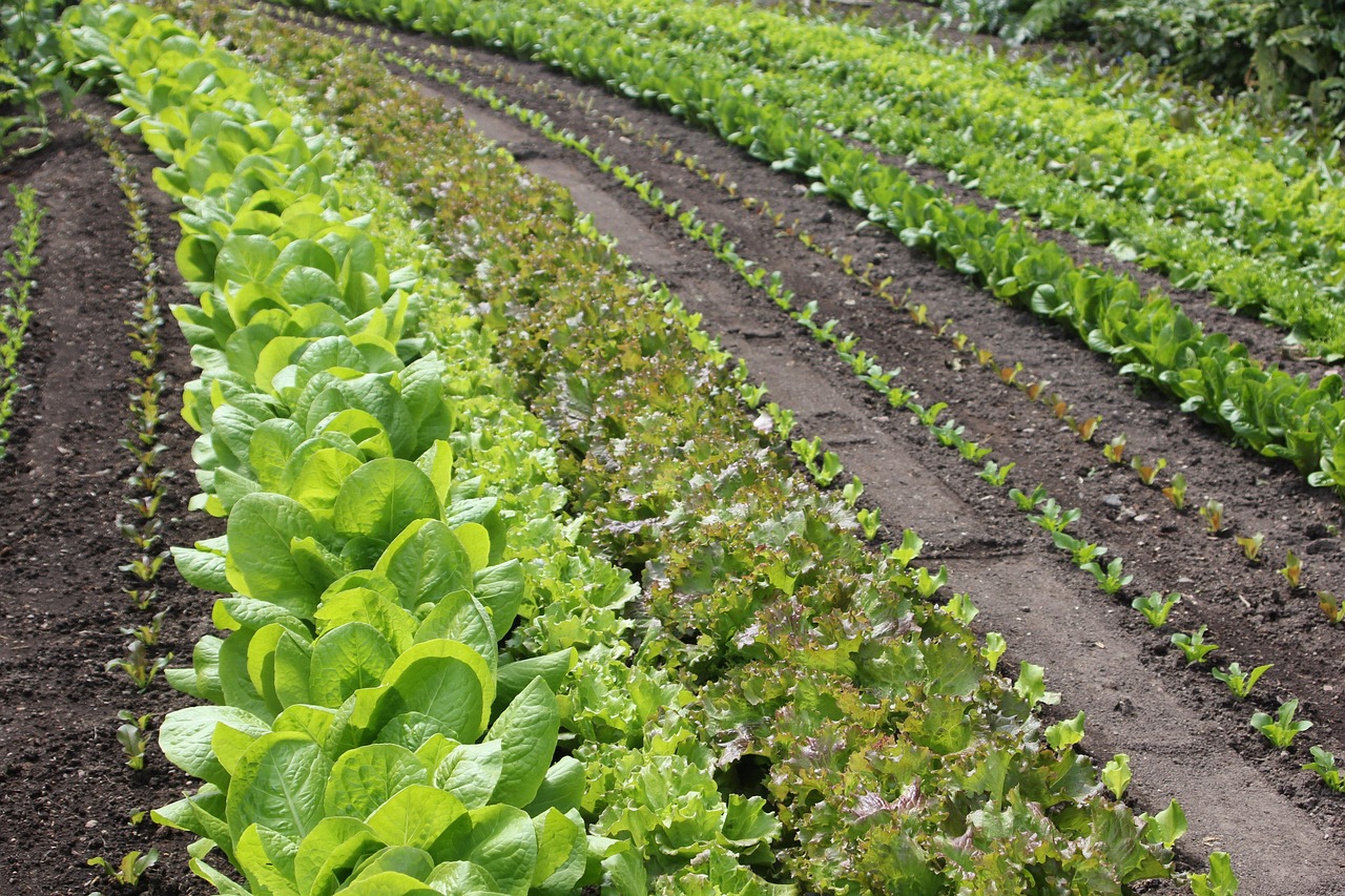 Salad Lines Discount - Free photo on Pixabay