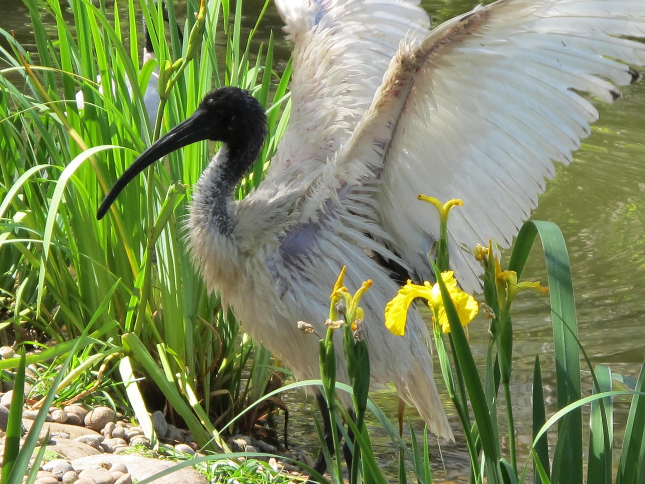 Ibis Bird Wing - Free photo on Pixabay - Pixabay