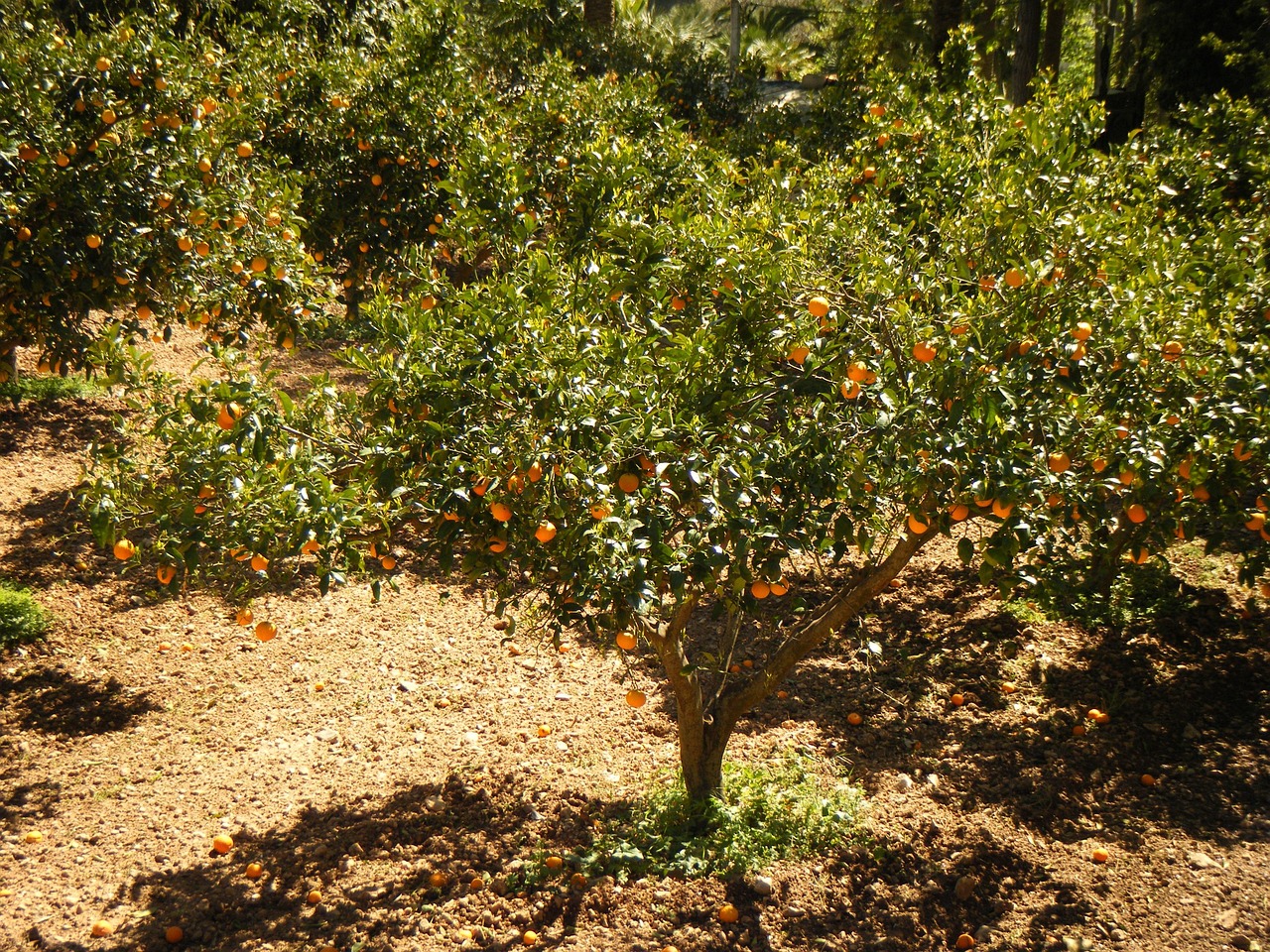 Tangerine Field The Cultivation Of - Free photo on Pixabay