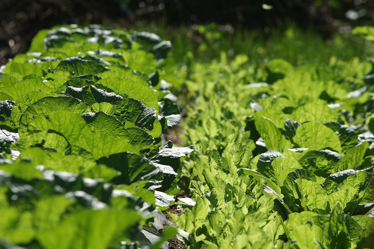 Chinese Cabbage Light Vegetables - Free photo on Pixabay