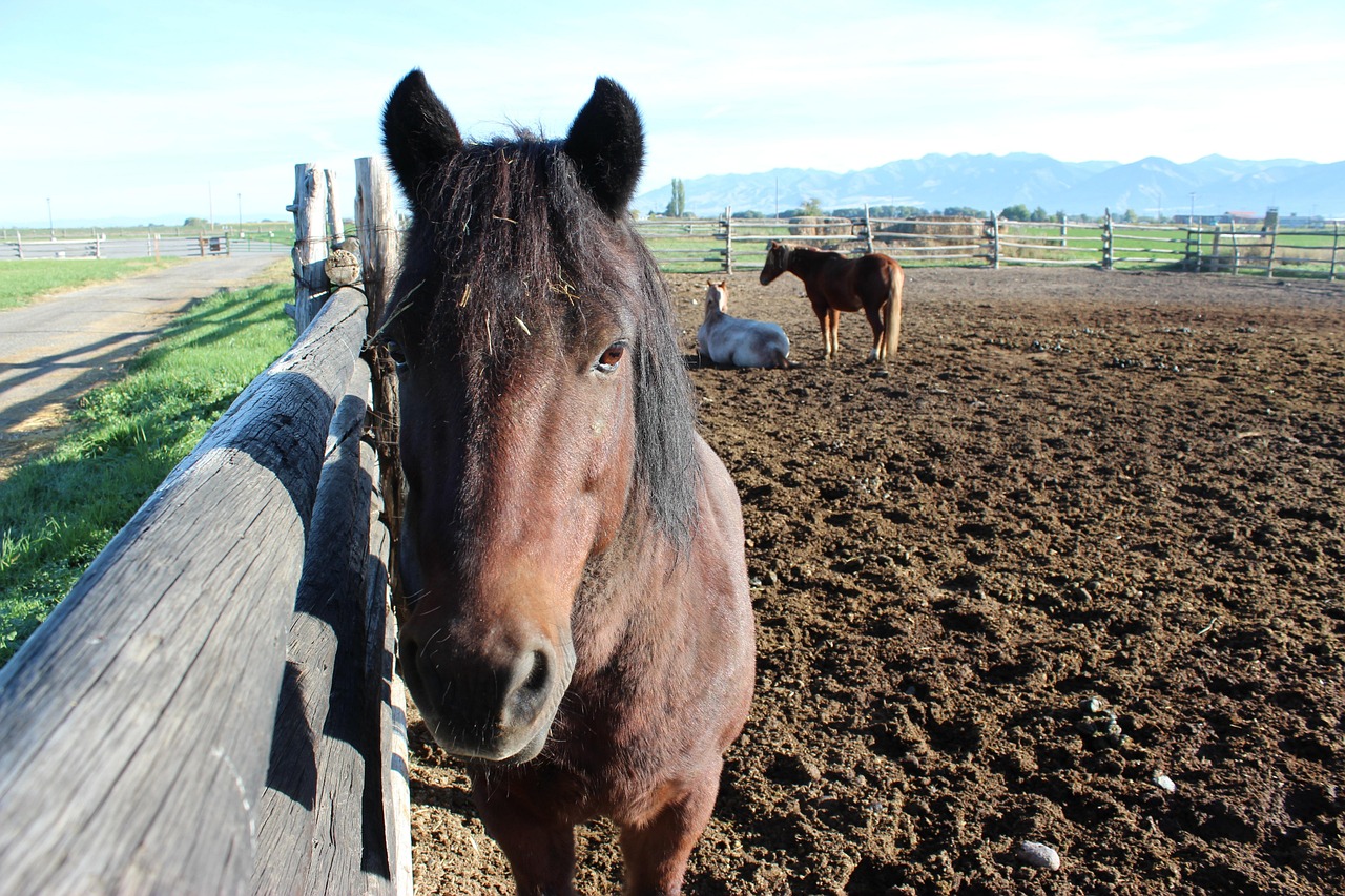 Caballo Animal Equino - Foto gratis en Pixabay - Pixabay