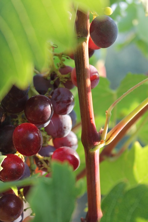 Grape Fruit Cluster - Free photo on Pixabay - Pixabay