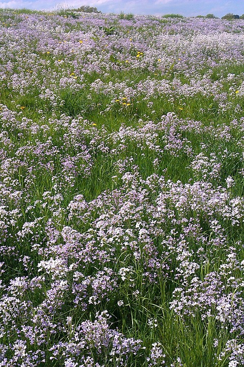 Blumen Wiese Natur - Kostenloses Foto auf Pixabay - Pixabay