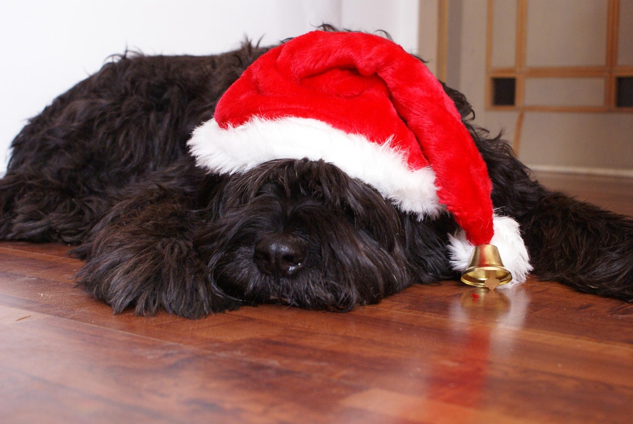 Dog Christmas - Free photo on Pixabay - Pixabay